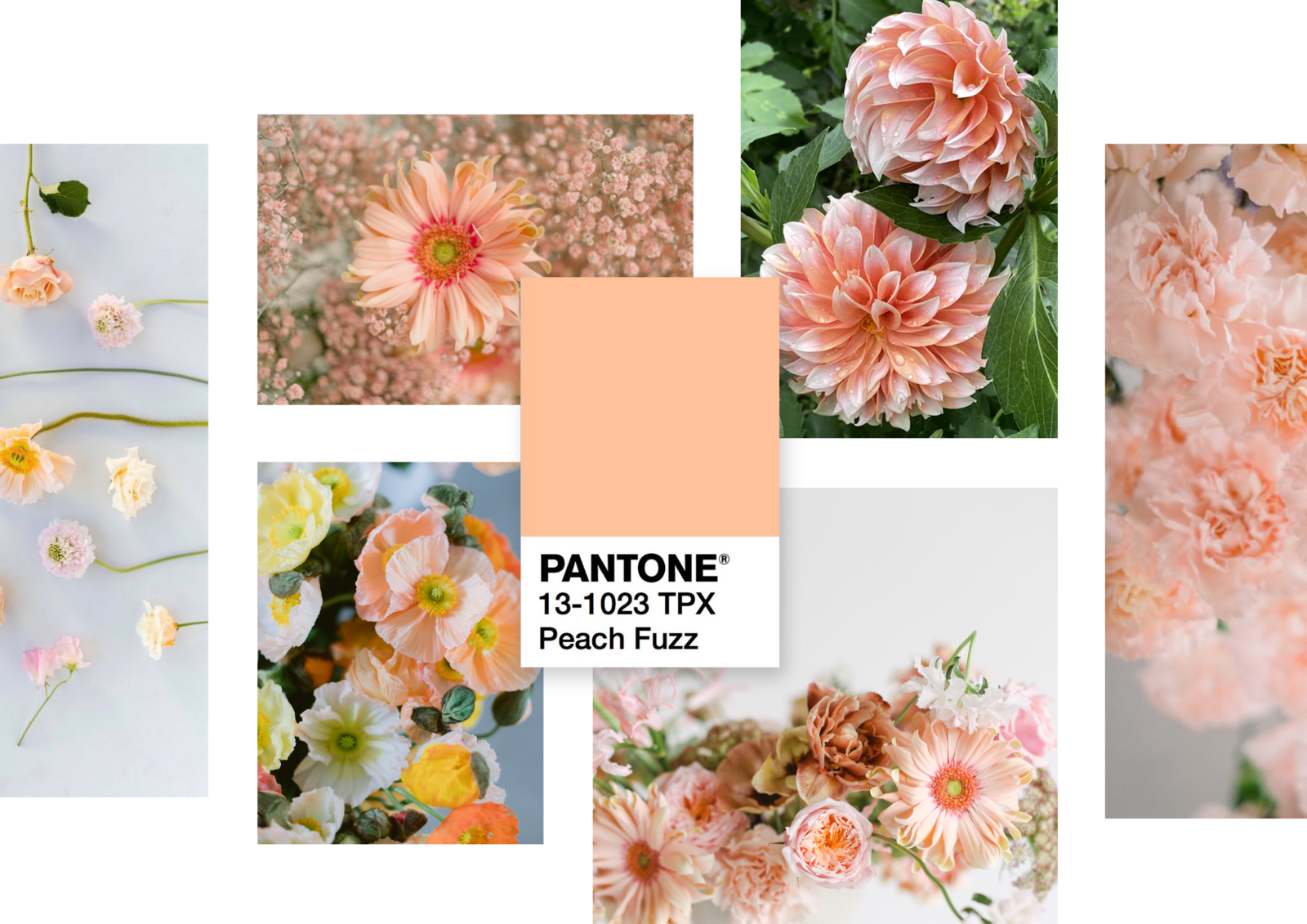 The Allure of Peach Fuzz : the new Pantone 2024 Unveiled
